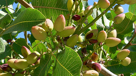 Festival des pistaches : un nouvel élan pour les agriculteurs de Gafsa ...